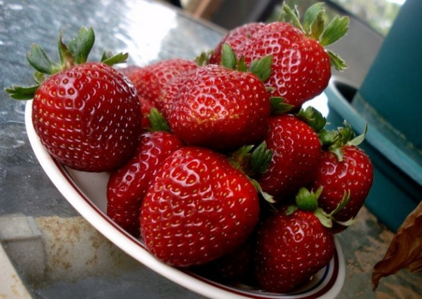 Girls Strawberry Patch Delray Beach - softwaretickets